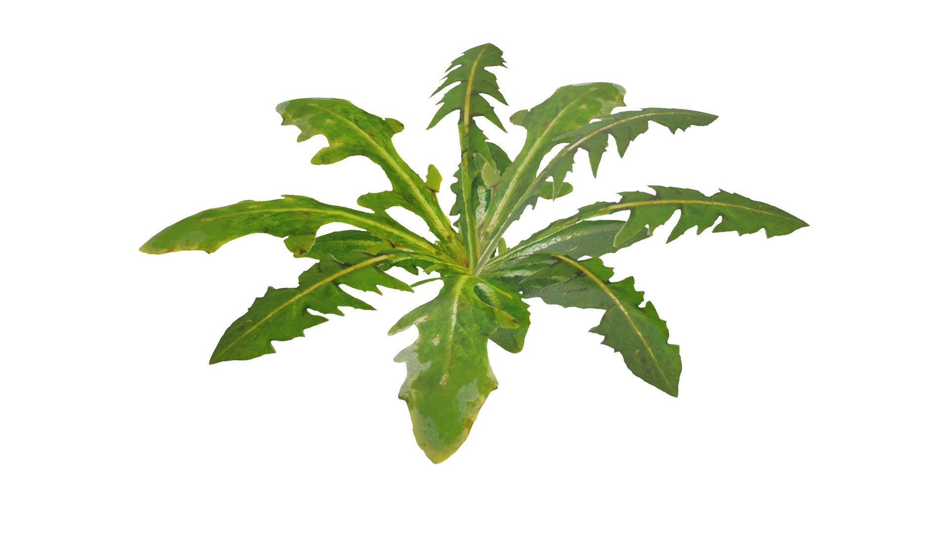 3D Model Wild Chicory - TurboSquid 2075962