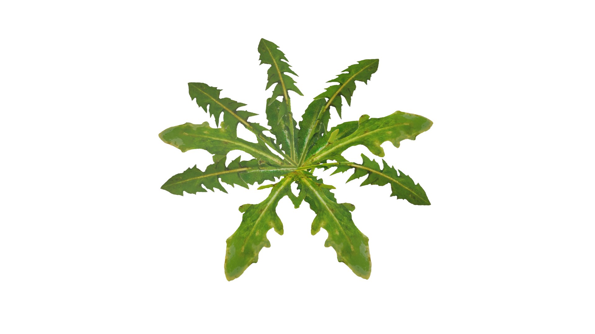 3D Model Wild Chicory - TurboSquid 2075962