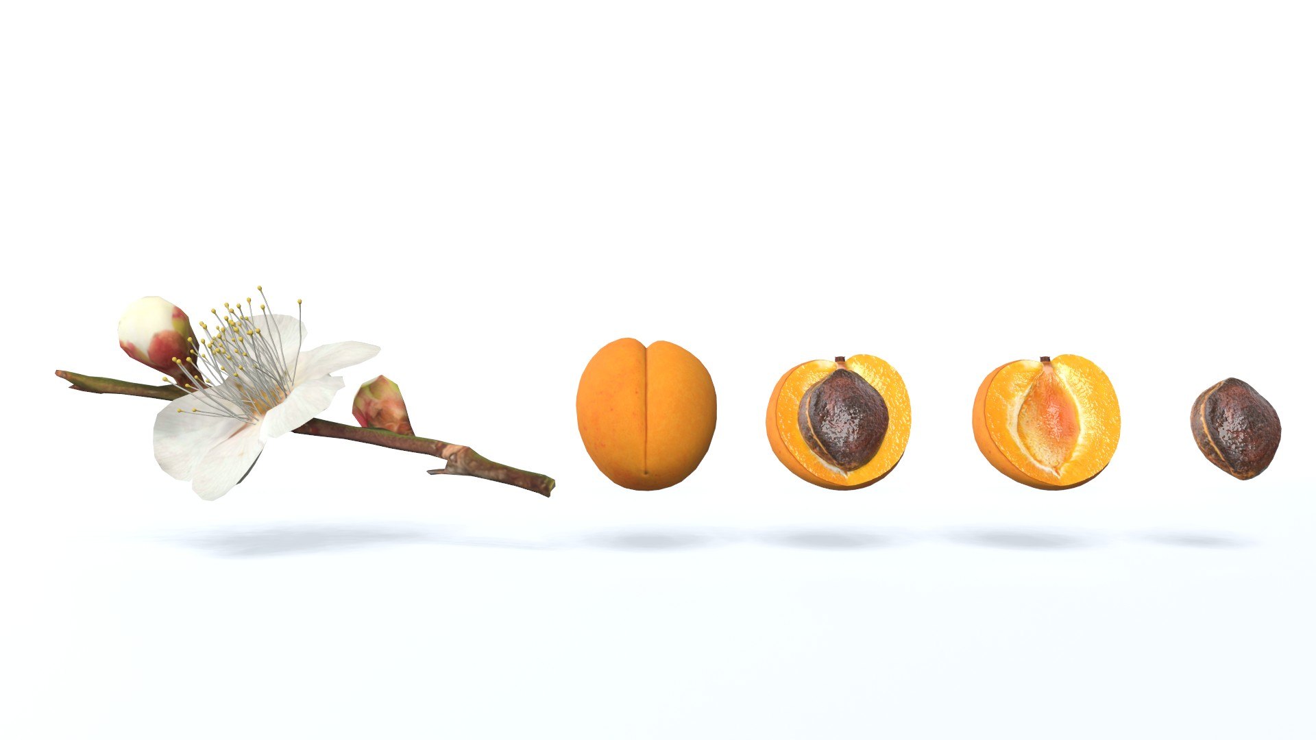 Apricot 3D - TurboSquid 2075097