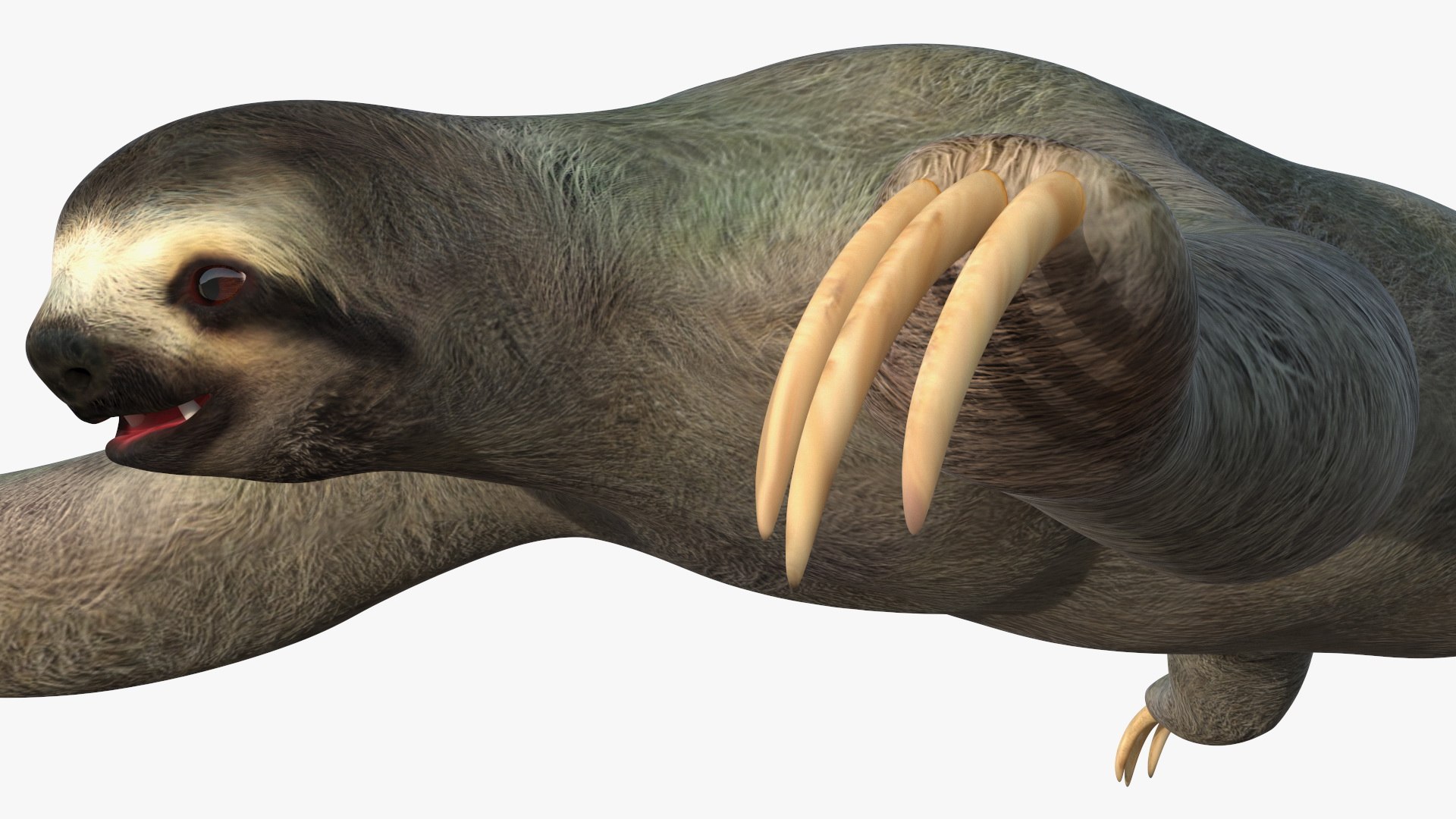 3D Sloth - TurboSquid 2180372
