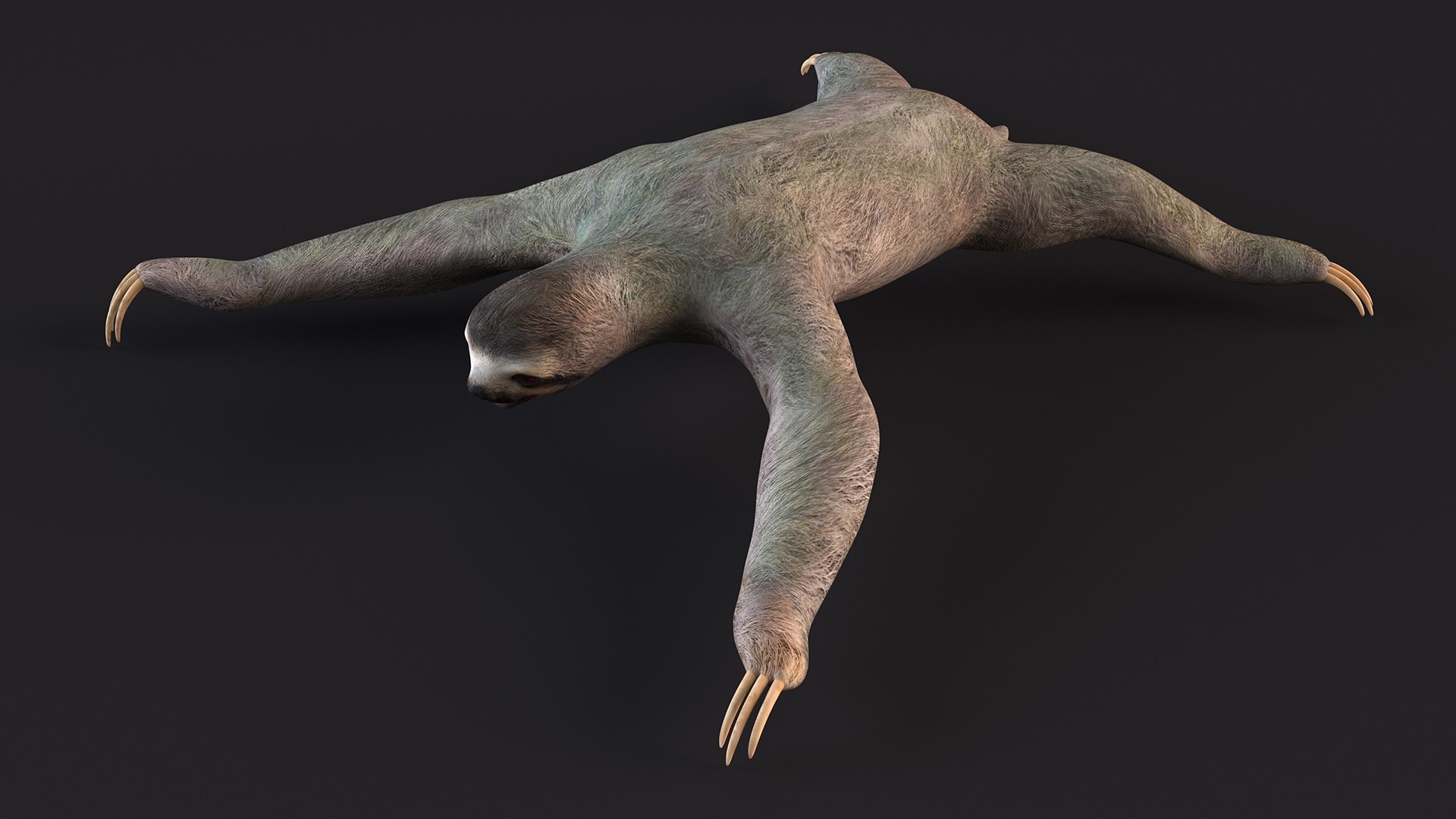 3D Sloth - TurboSquid 2180372