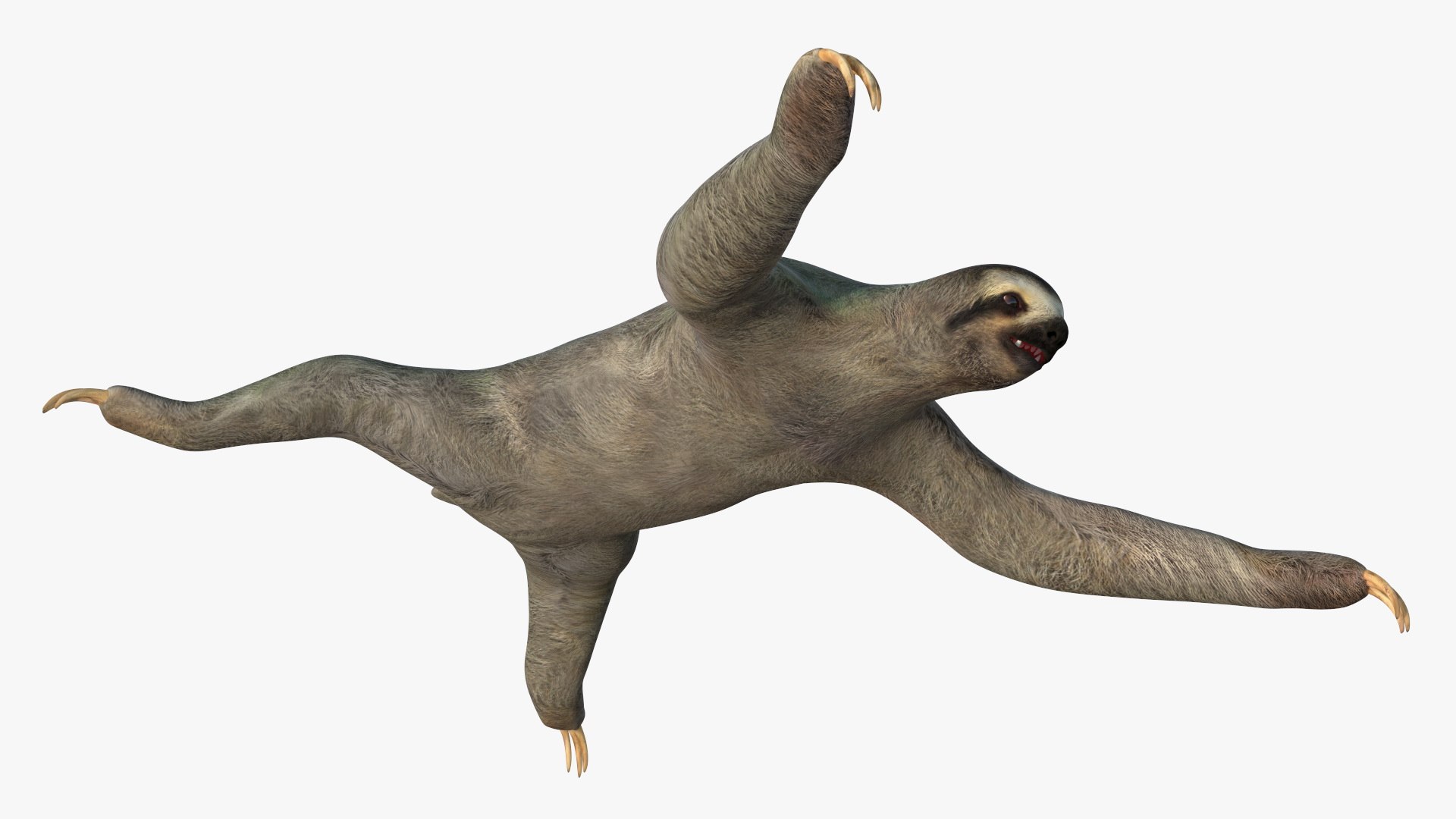 3D Sloth - TurboSquid 2180372