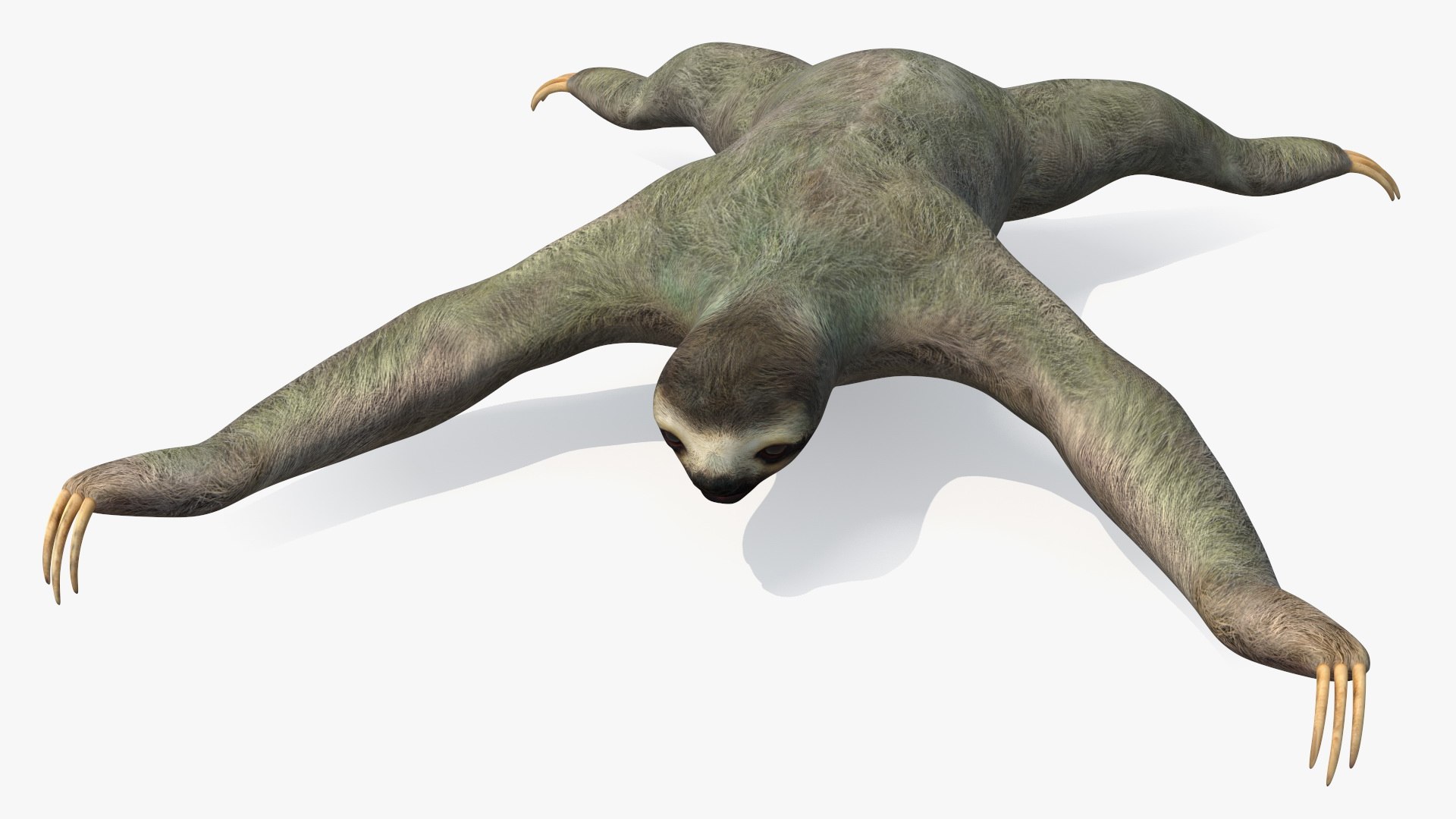 3D Sloth - TurboSquid 2180372