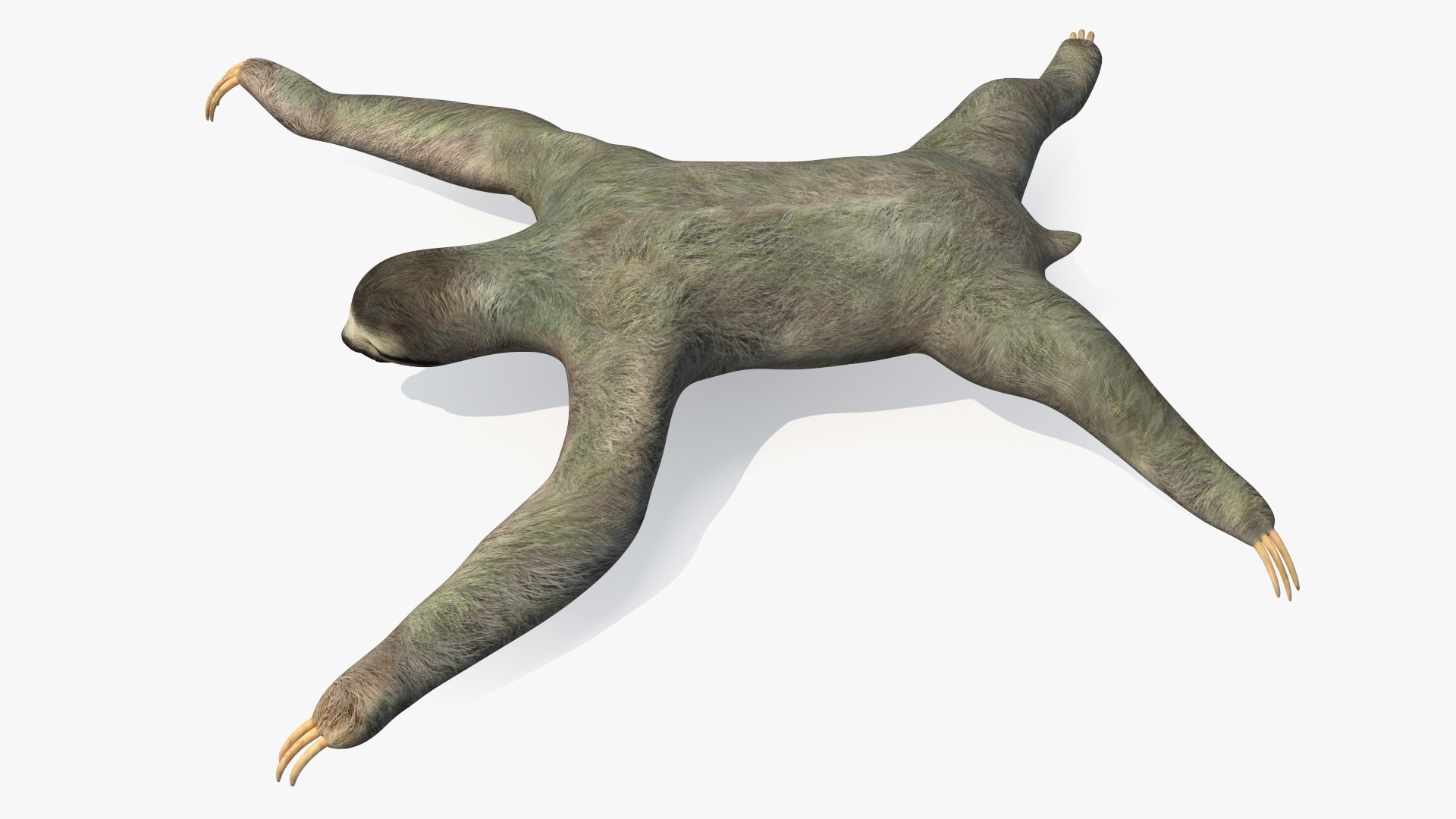 3D Sloth - TurboSquid 2180372