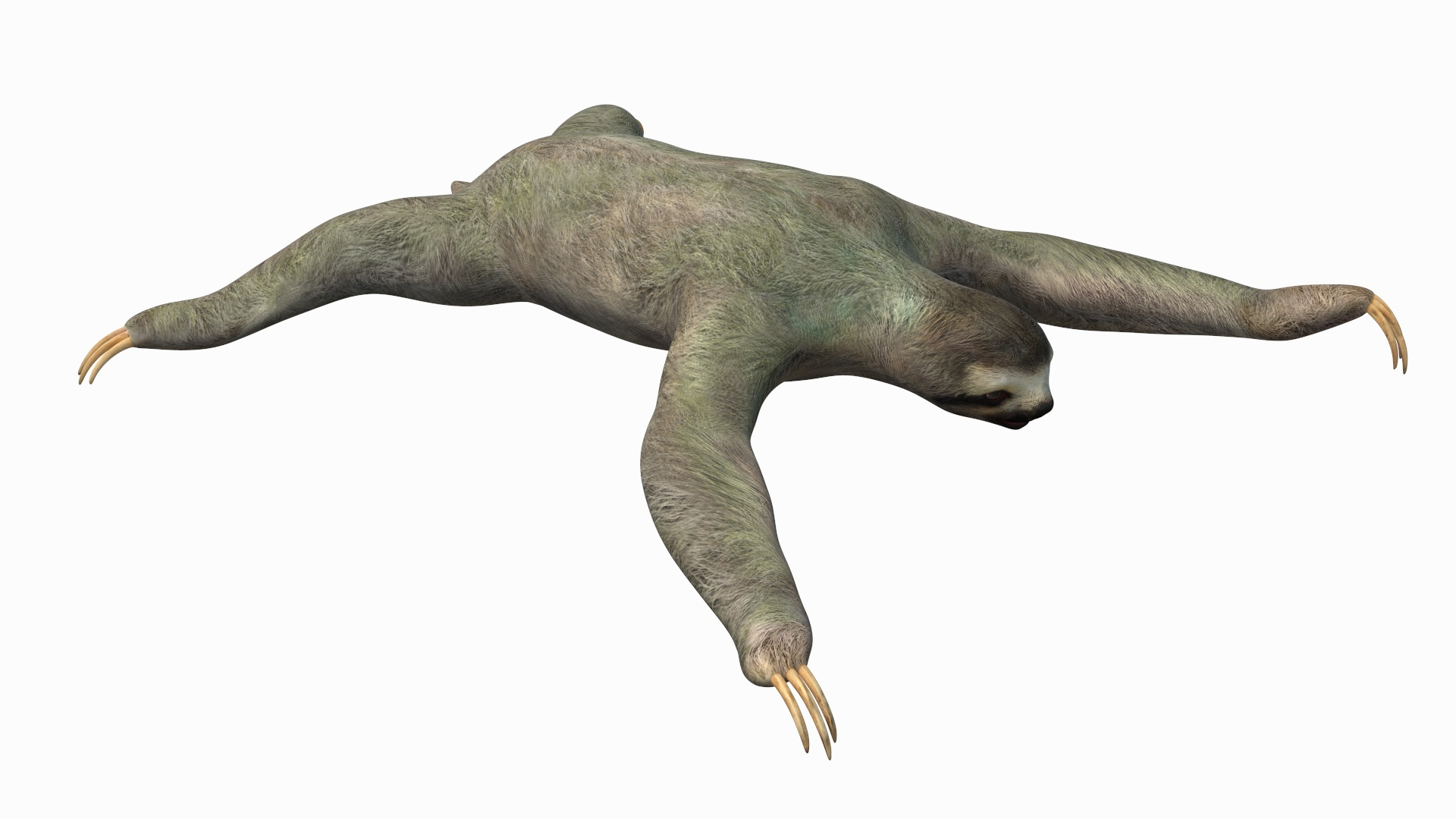 3D Sloth - TurboSquid 2180372