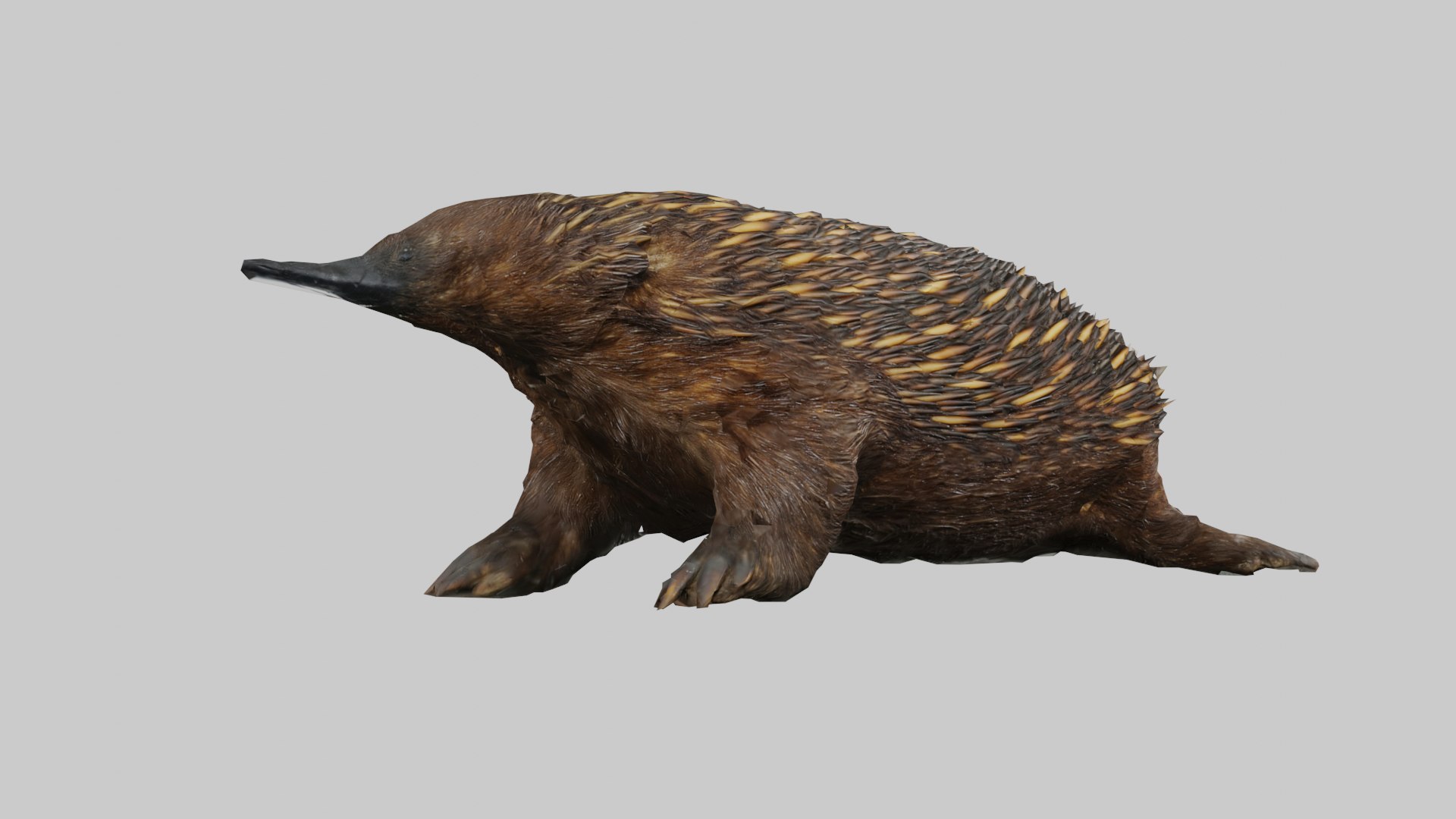3D Anteater - TurboSquid 1973420