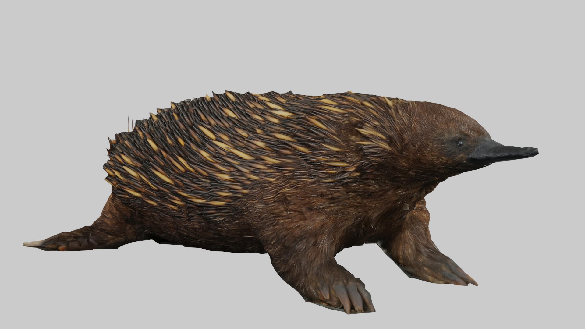 3D Anteater - TurboSquid 1973420
