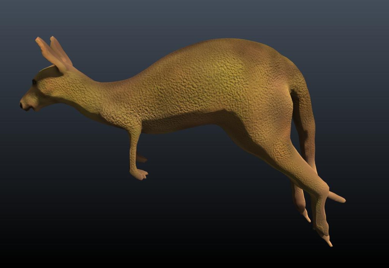 Kangaroo 3D model - TurboSquid 1303005