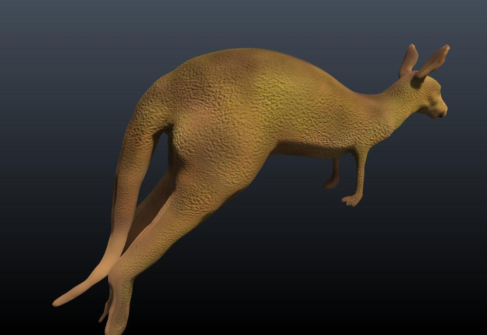 Kangaroo 3D model - TurboSquid 1303005