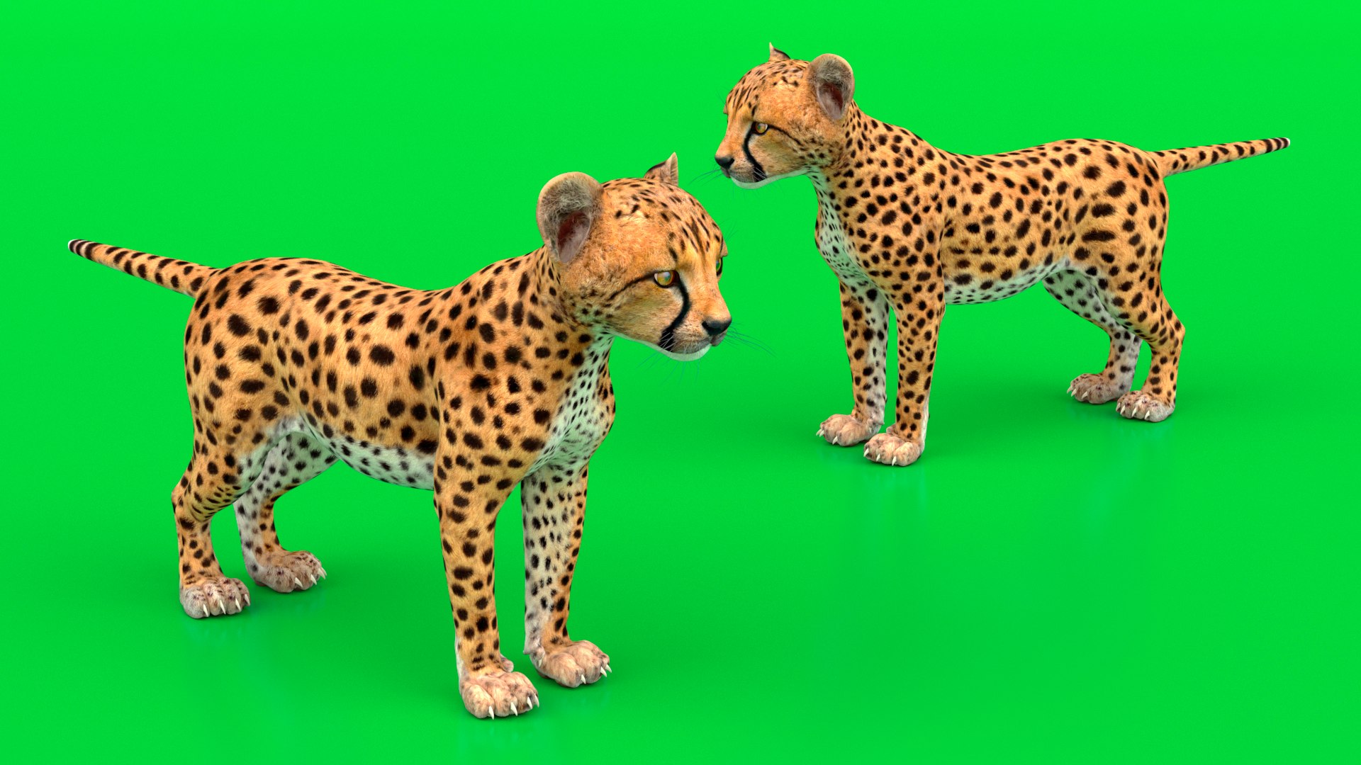 3D Cheetah Cub - TurboSquid 2359075