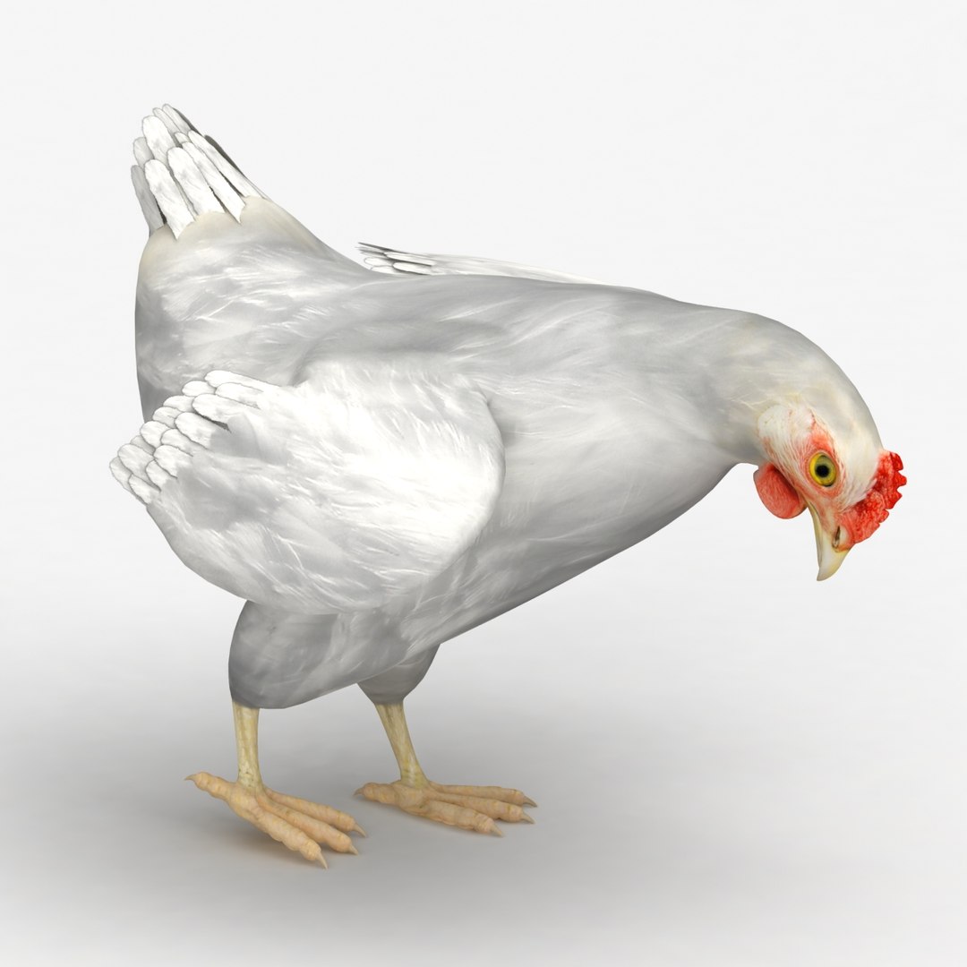 Dxf Dugm02 Chicken