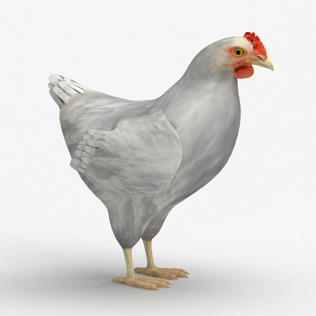Dxf Dugm02 Chicken