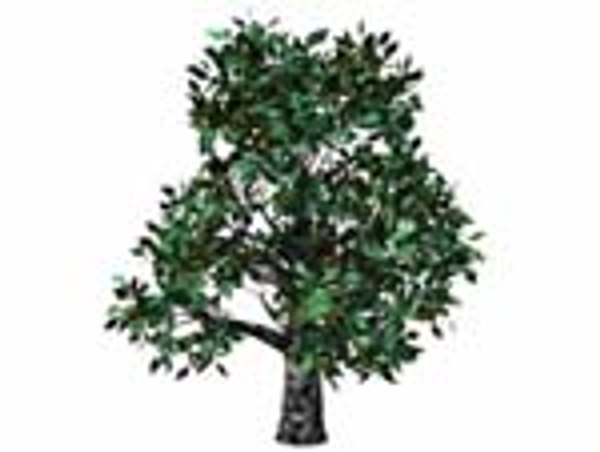 3d model foliage tree