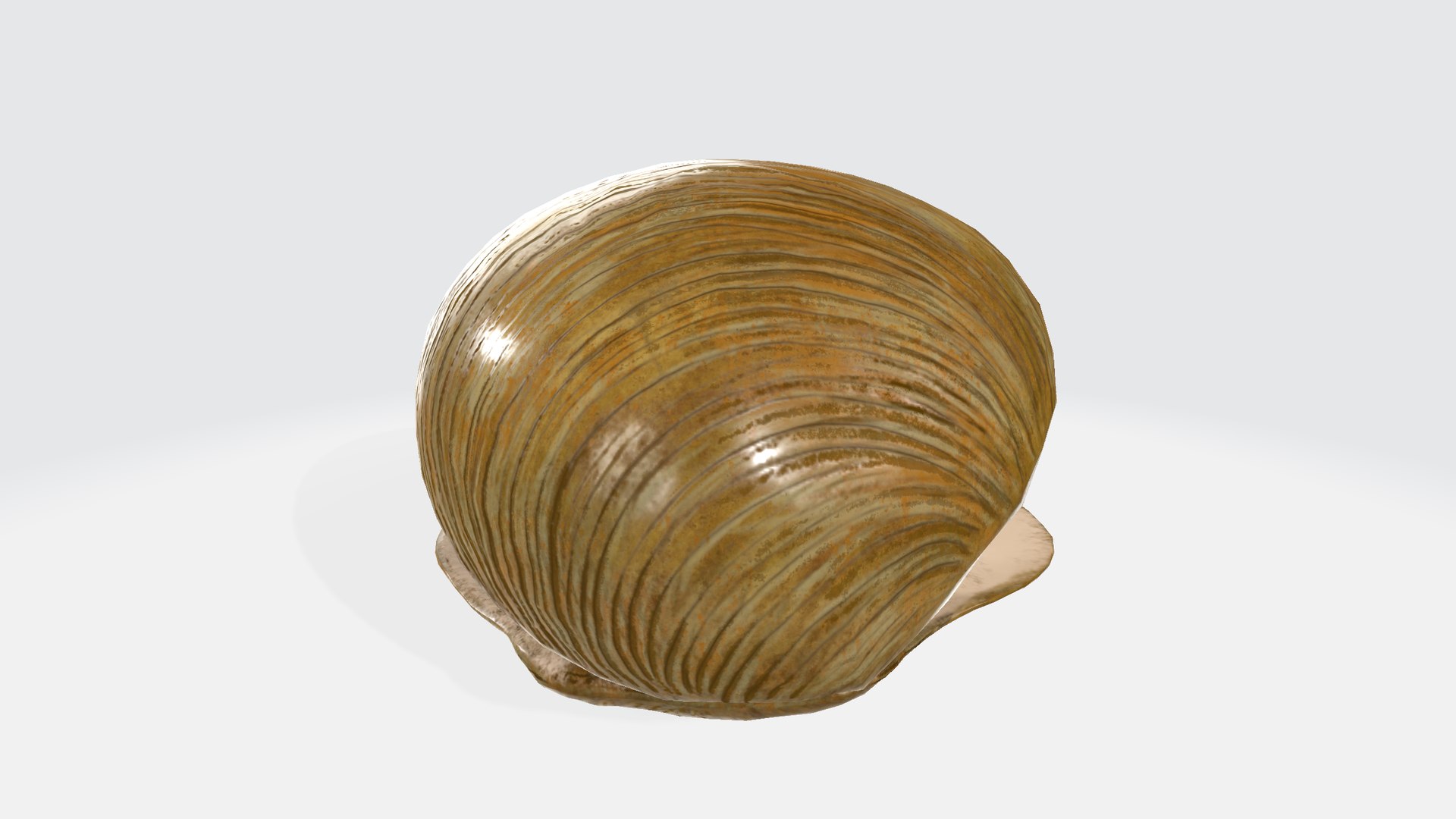 Clam 3D - TurboSquid 2344251