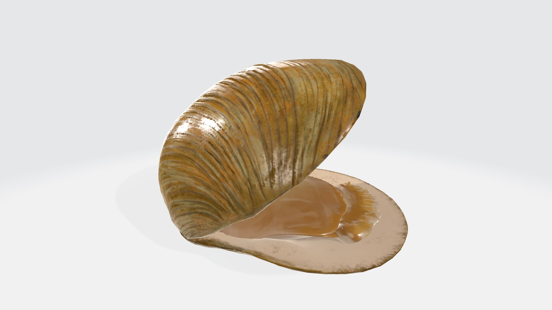 Clam 3D - TurboSquid 2344251