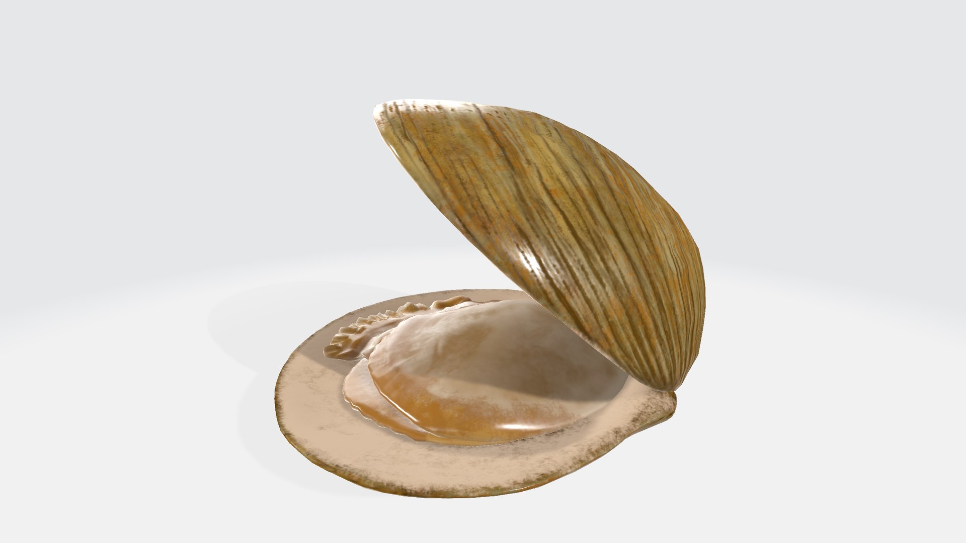 Clam 3D - TurboSquid 2344251