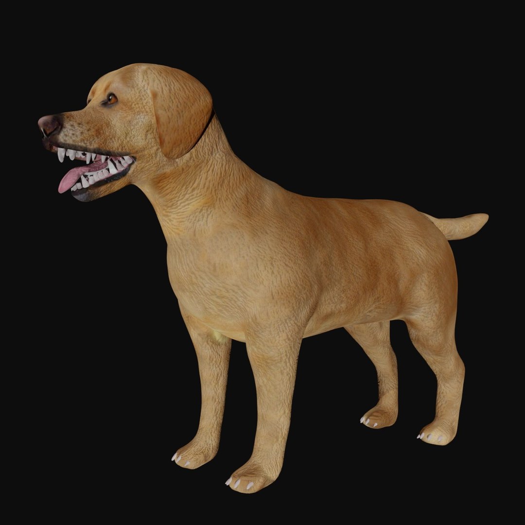 3D Labrador And Puppy Labrador Model - TurboSquid 1751975