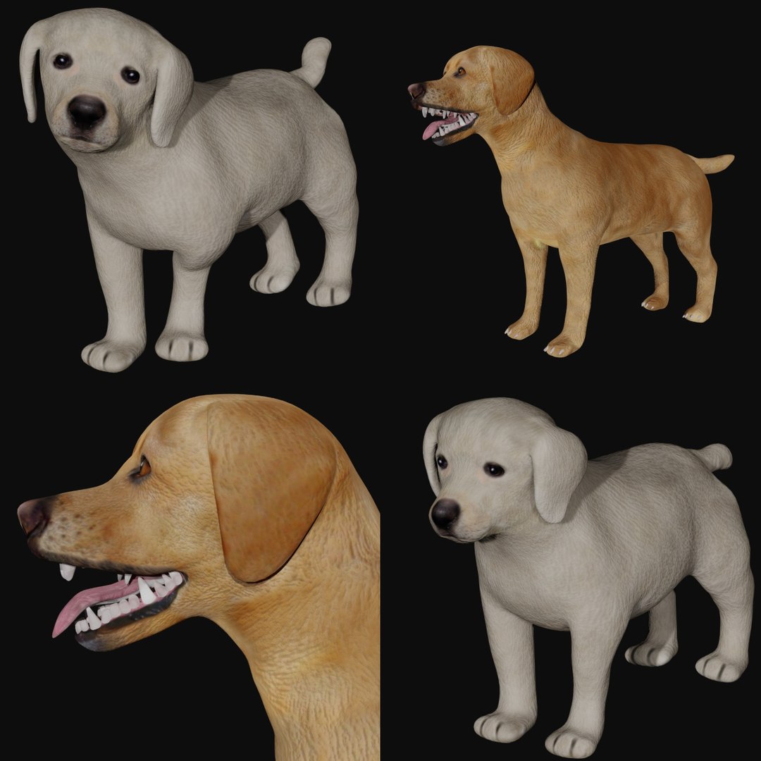 3D Labrador and puppy Labrador model - TurboSquid 1751975