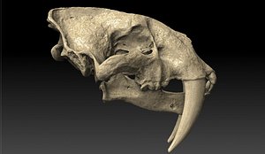 3d model skull turkey