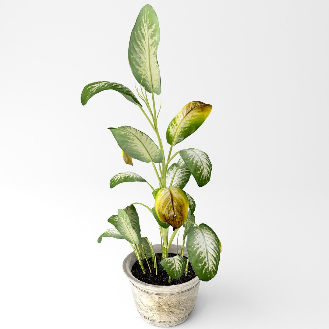 3D Tropical Snow Plant Model - TurboSquid 1559967