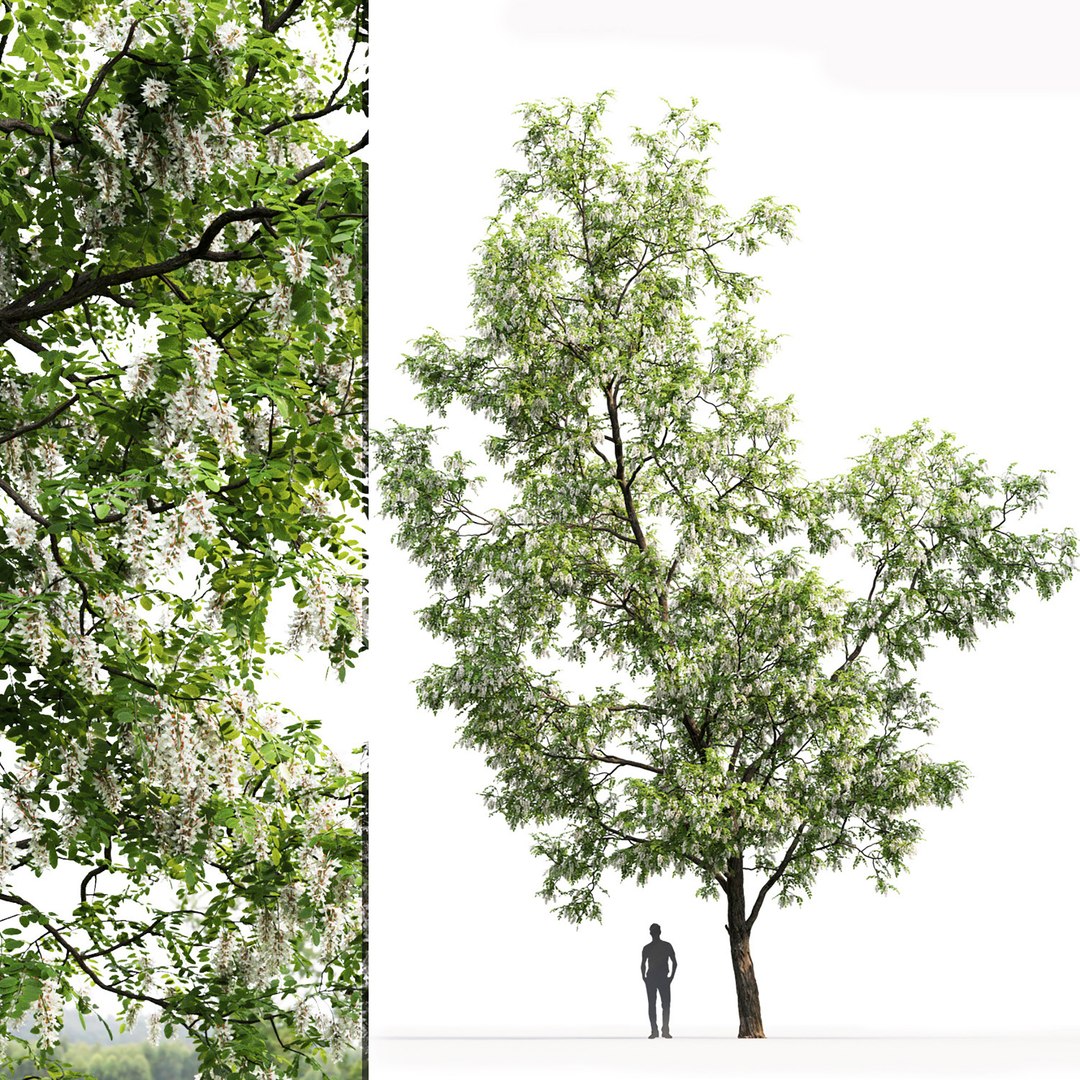 Acacia Tree 3D Model - TurboSquid 1697580