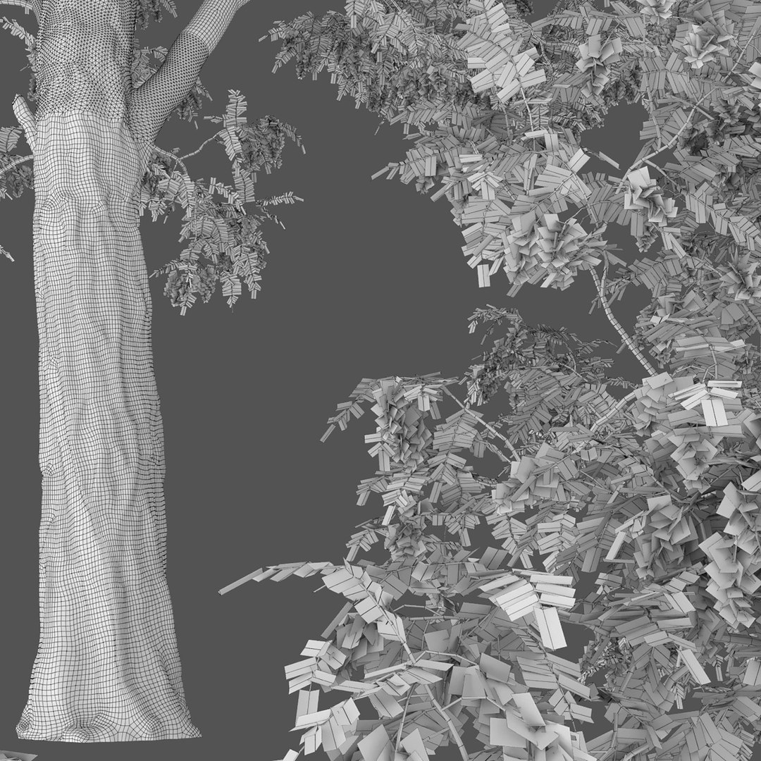 Acacia Tree 3D Model - TurboSquid 1697580