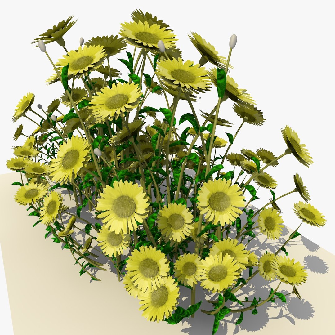 3dsmax white daisy flowers