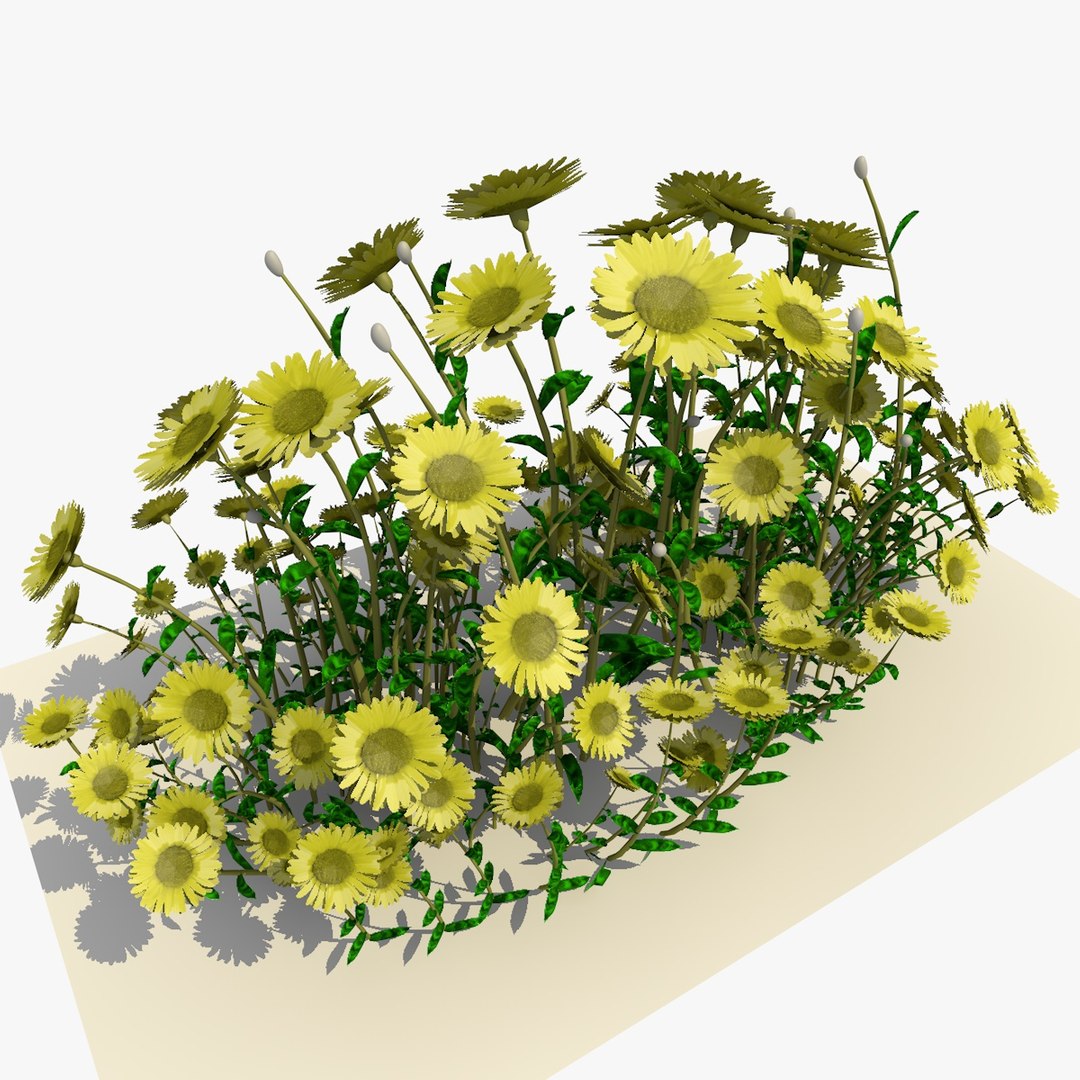 3dsmax white daisy flowers