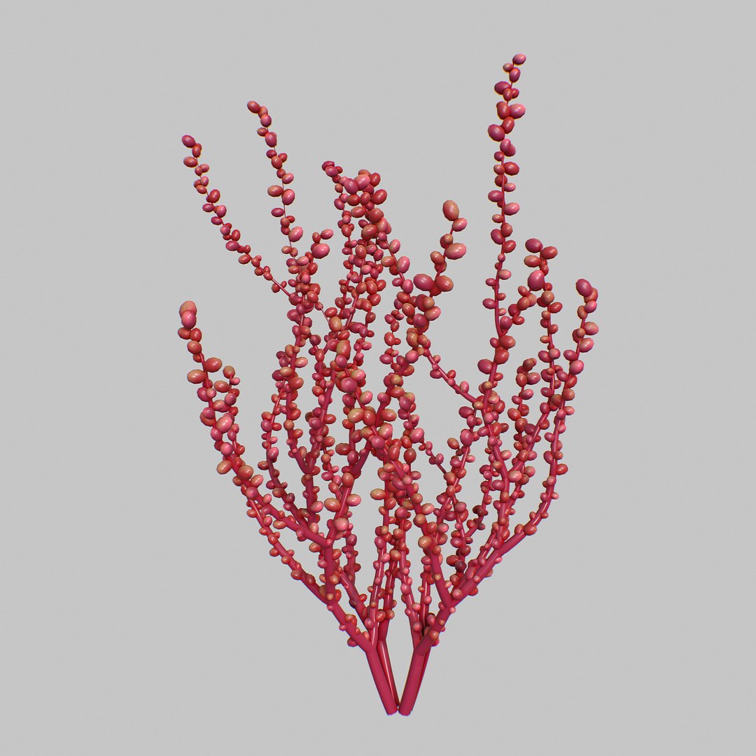 Red Grape Caulerpa V1 Model - TurboSquid 1799109