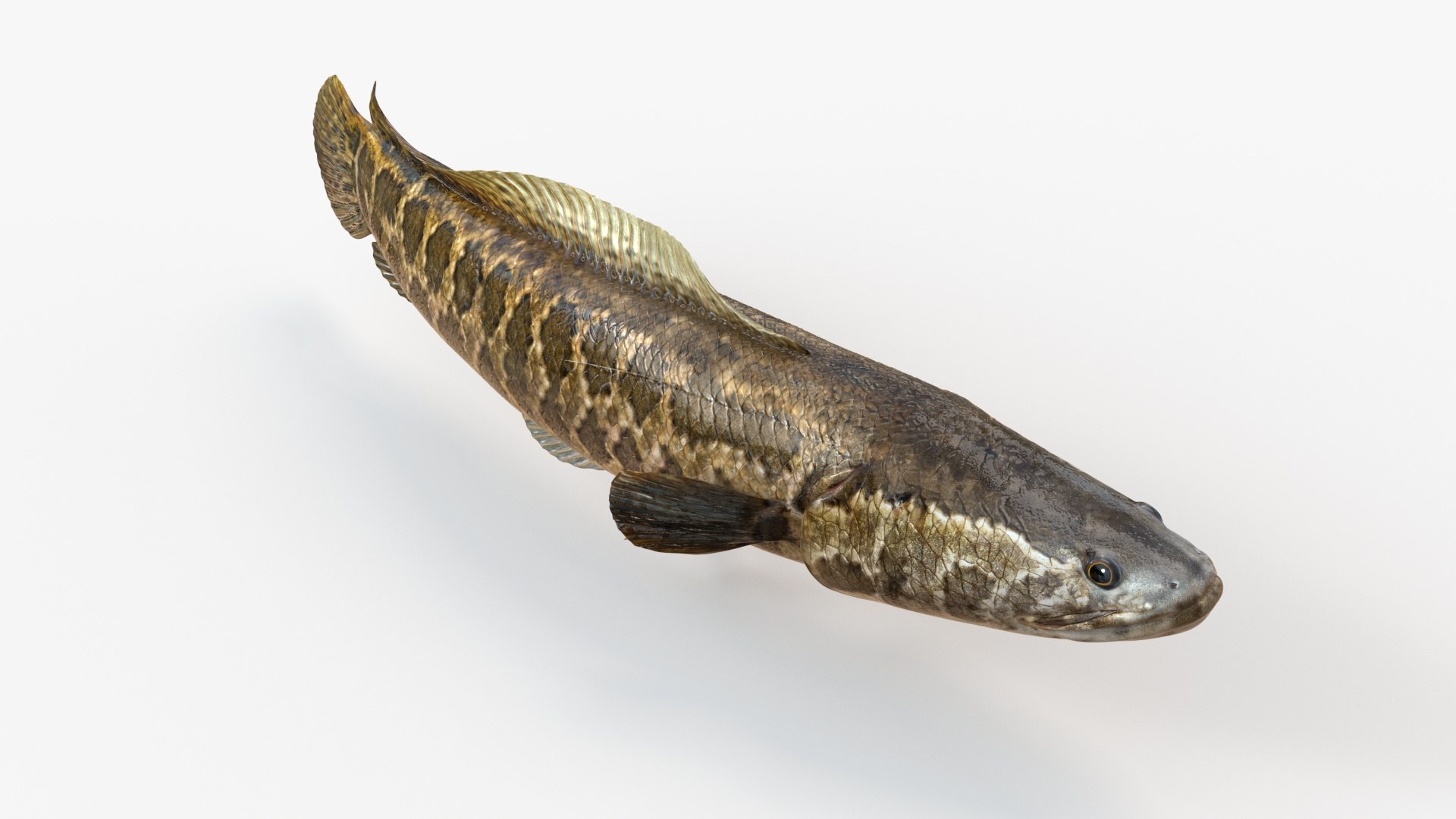 Snakehead Fish Animated Model - TurboSquid 1815986