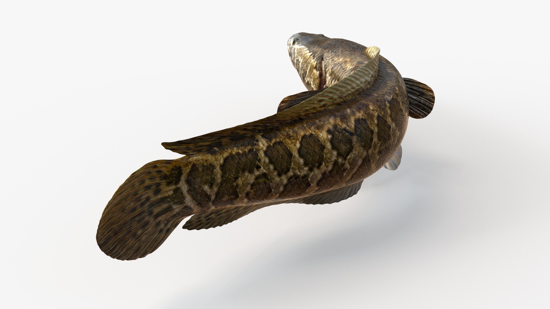 Snakehead Fish Animated Model - TurboSquid 1815986