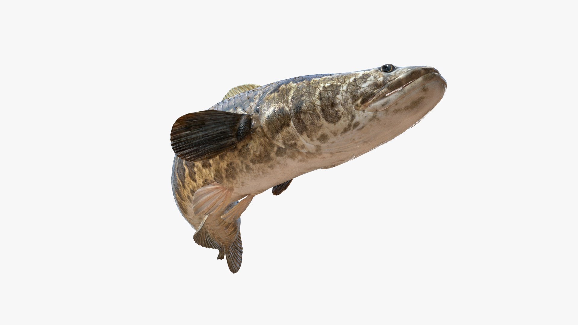 Snakehead Fish Animated Model - TurboSquid 1815986
