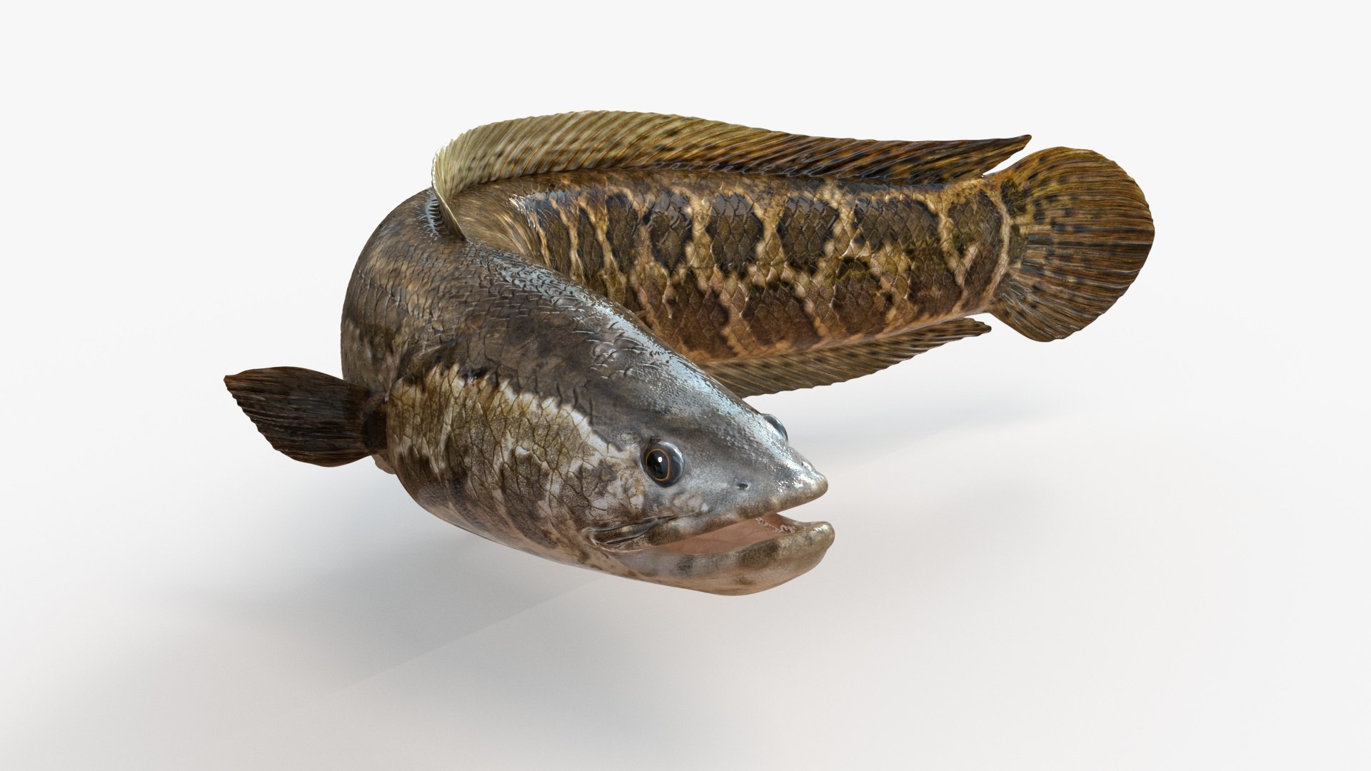 Snakehead Fish Animated Model - TurboSquid 1815986