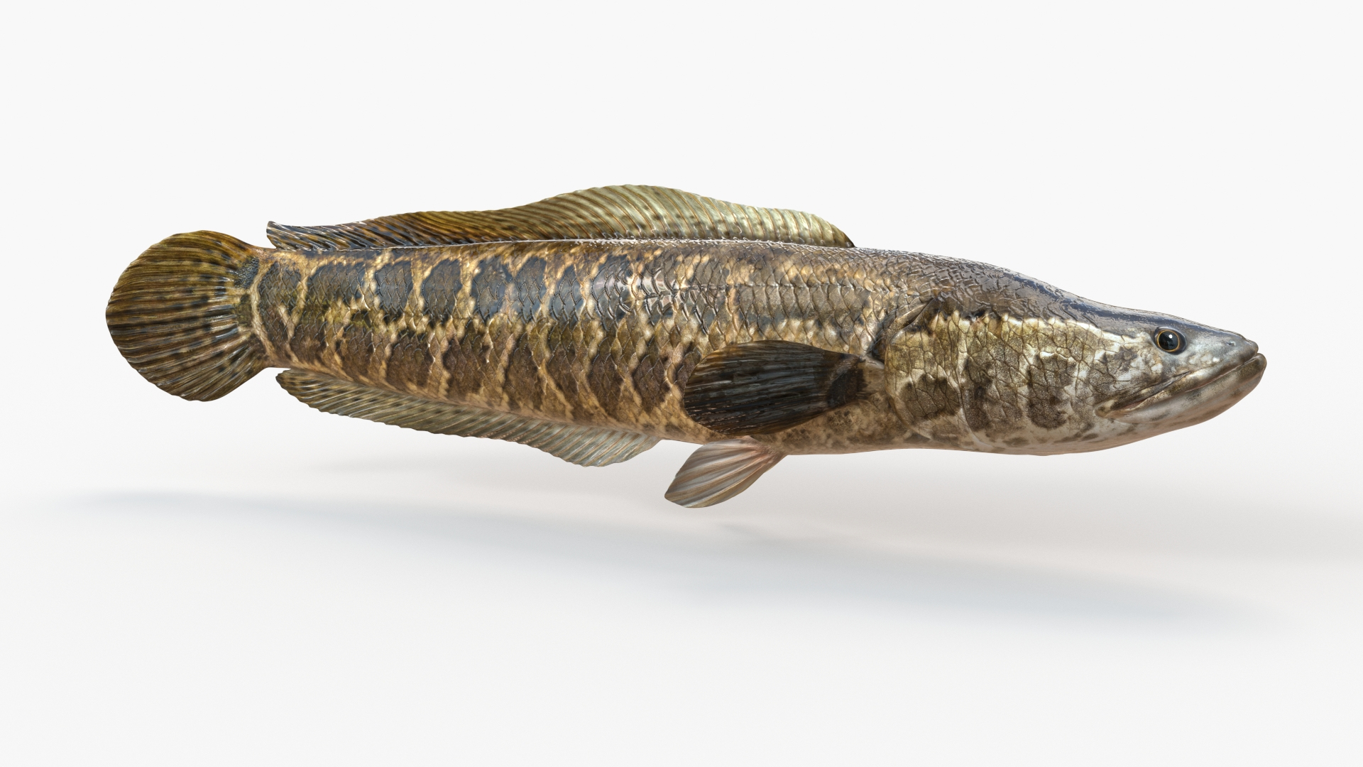 Snakehead Fish Animated Model - TurboSquid 1815986