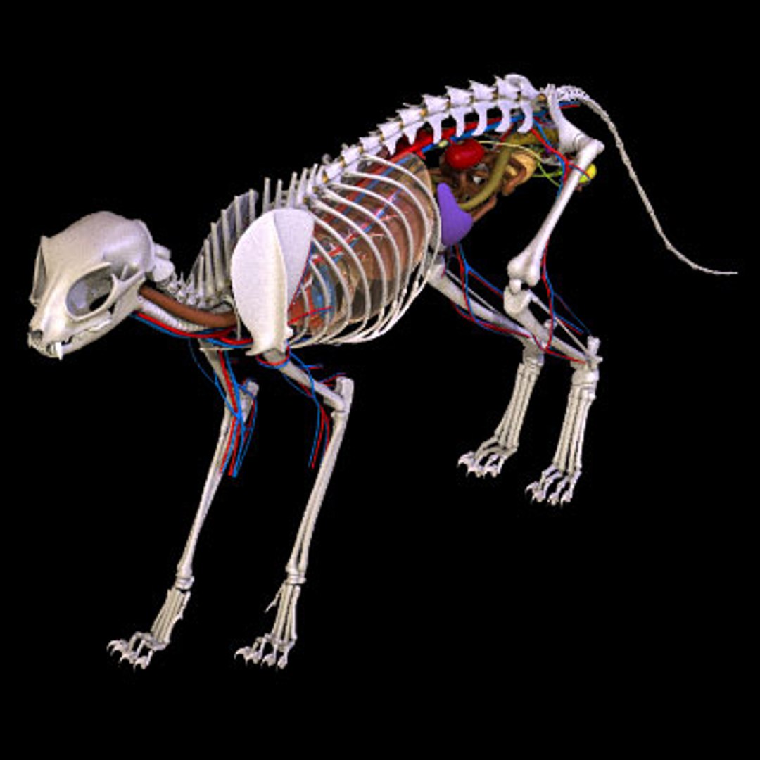 Lwo Cat Anatomy