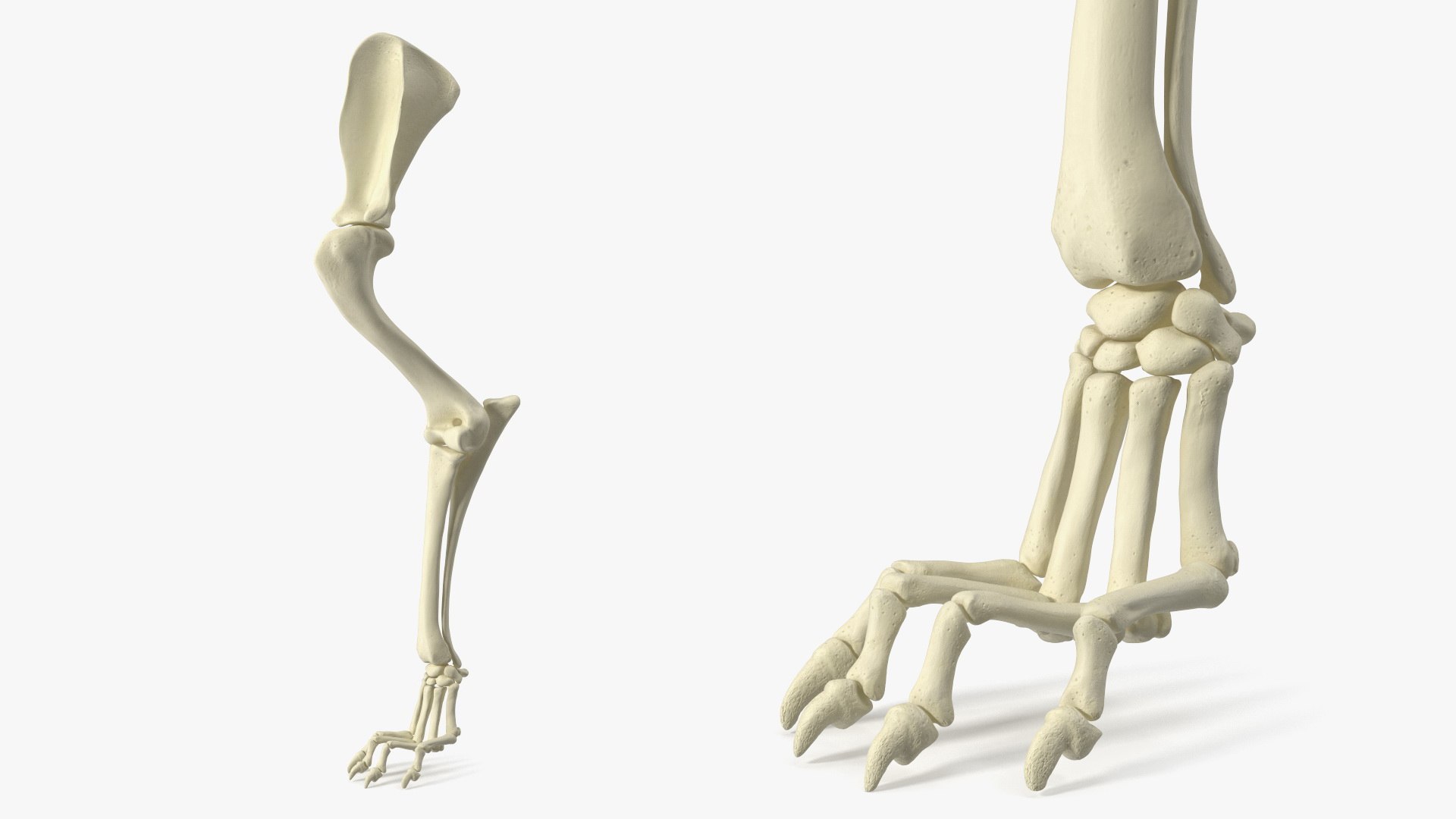 dog forelimb skeleton
