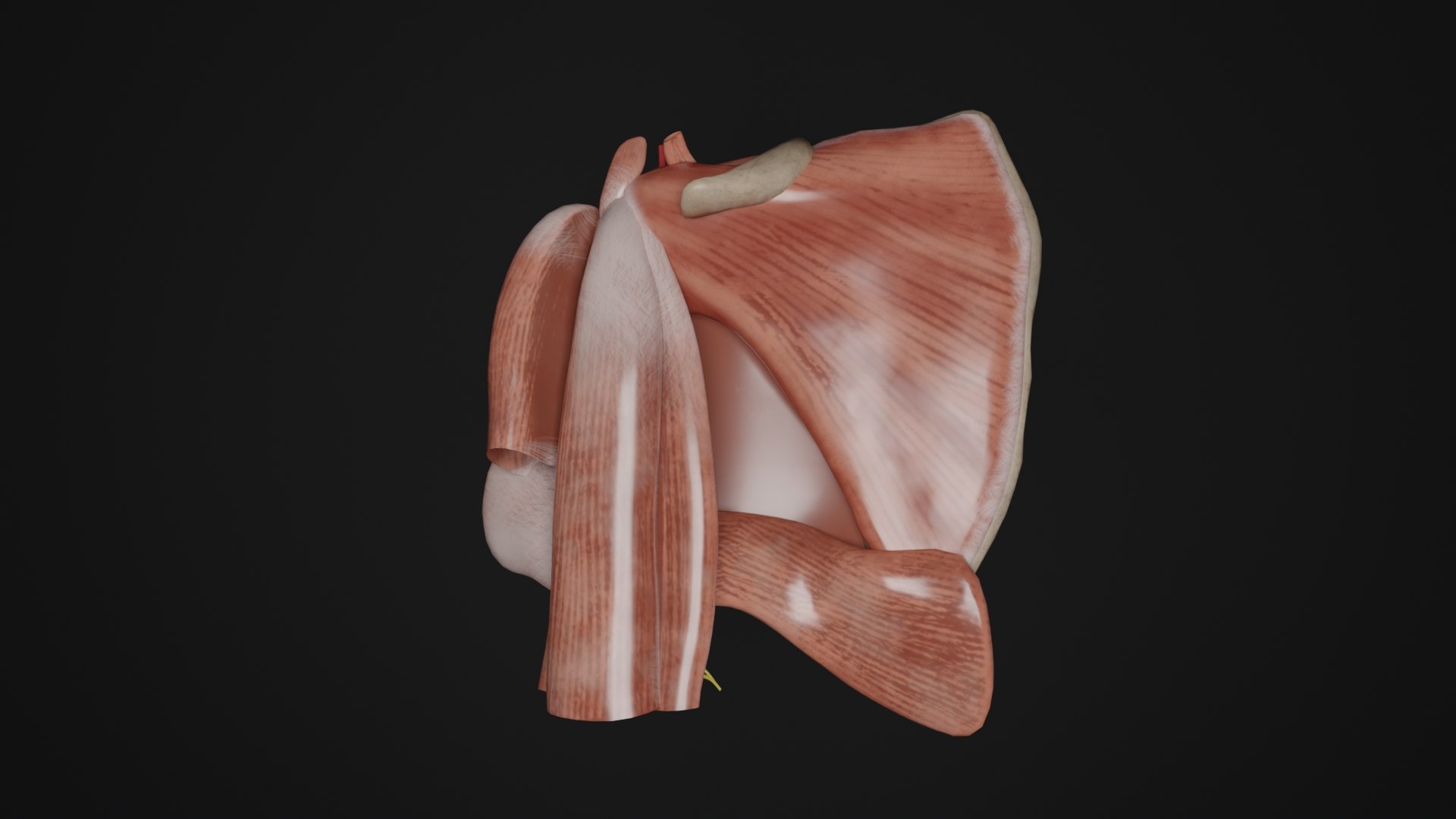 Human Anatomy-Cardiovascular System-Shouder Arteries 3D Model ...