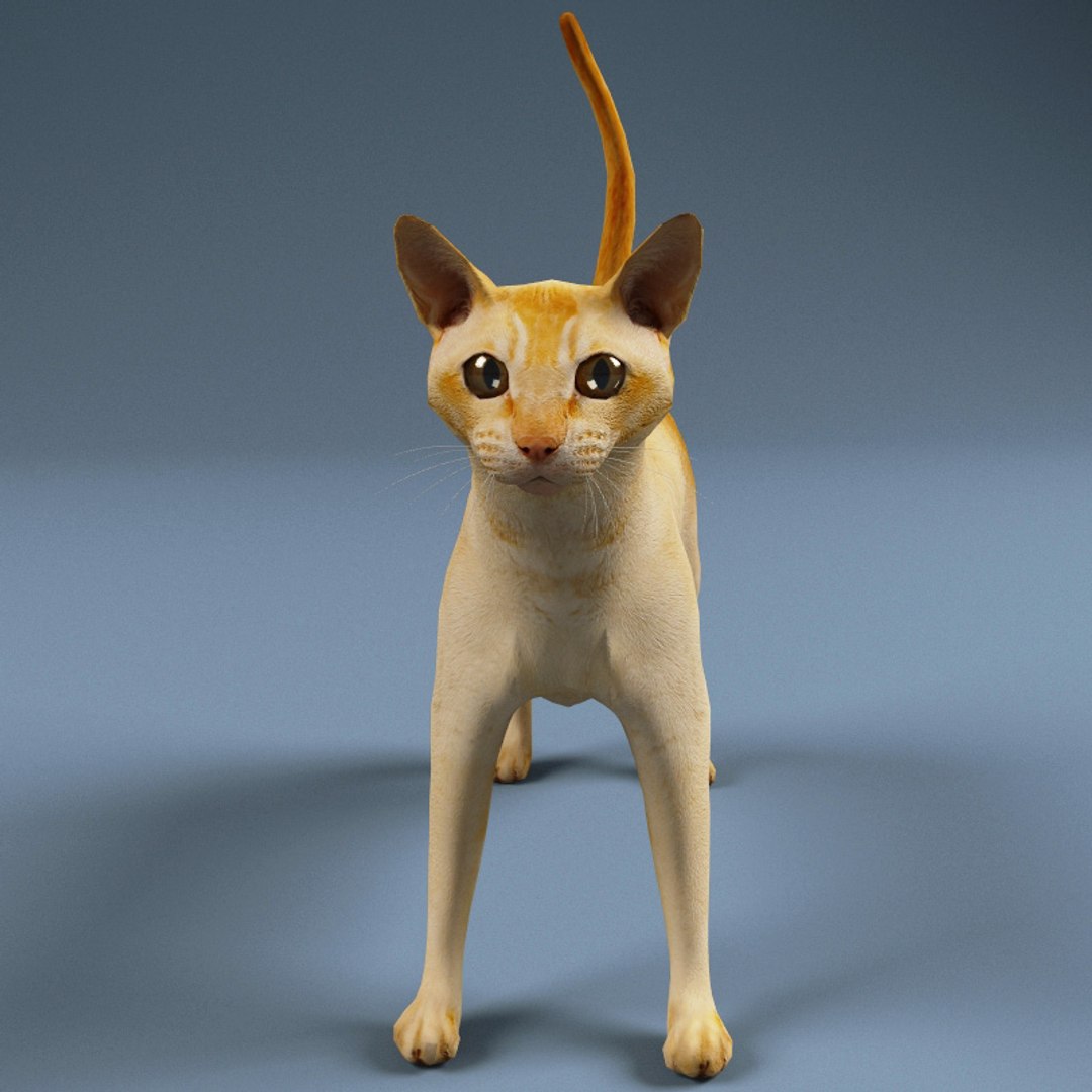 Cat Modelled 3d Model