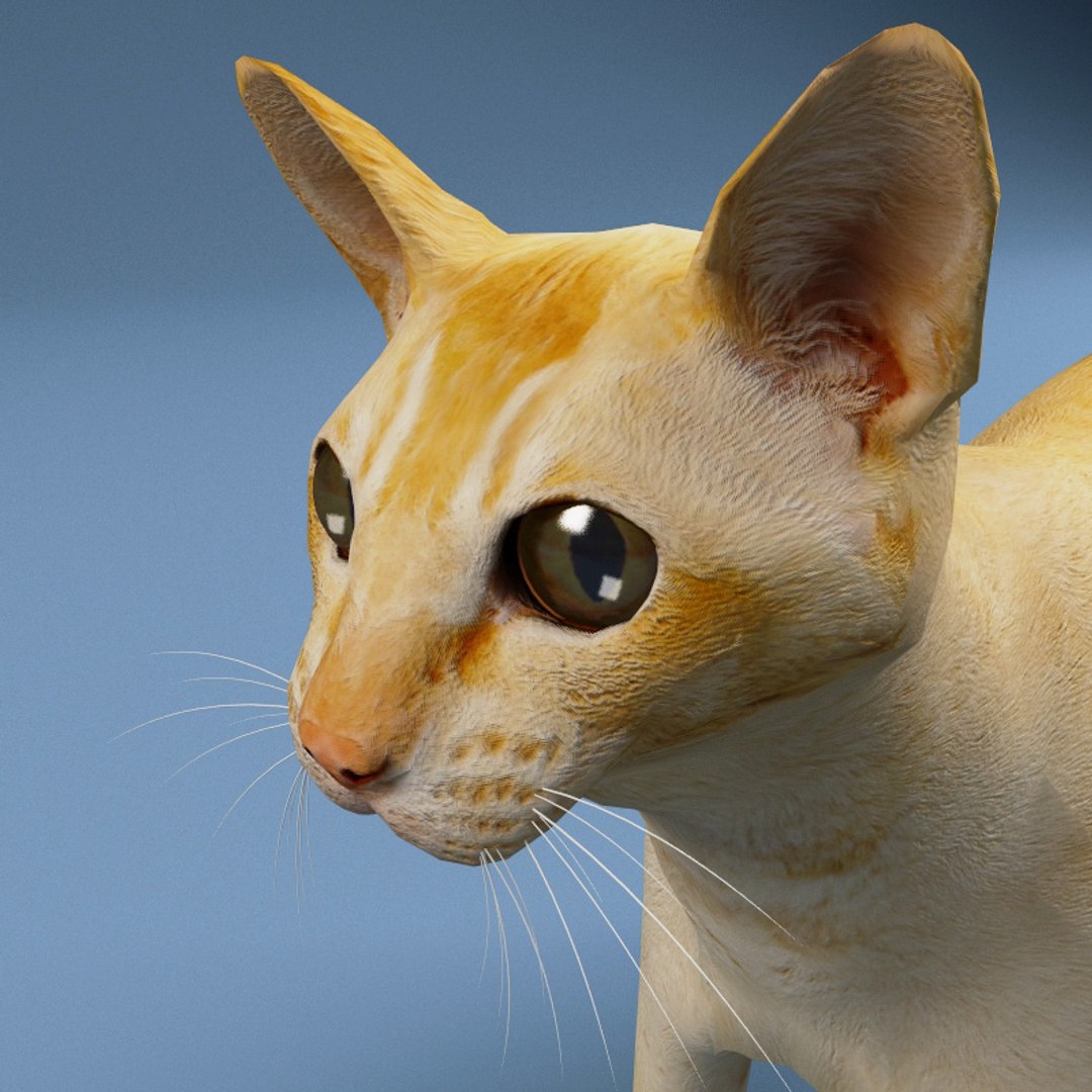Cat Modelled 3d Model