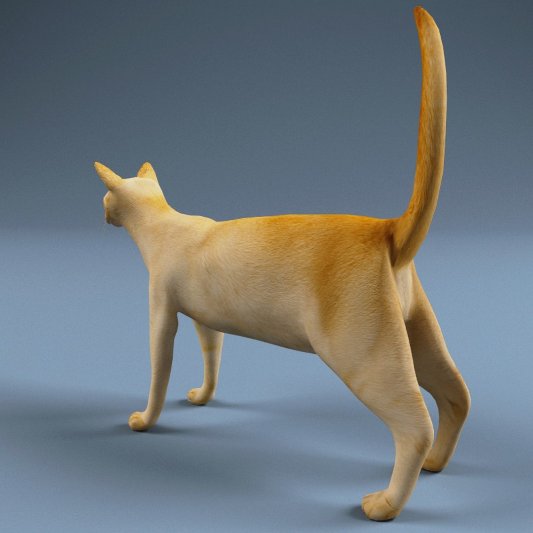 Cat Modelled 3d Model