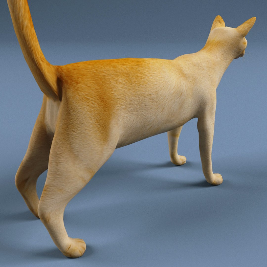 Cat Modelled 3d Model