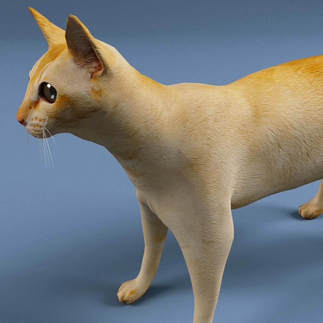 Cat Modelled 3d Model