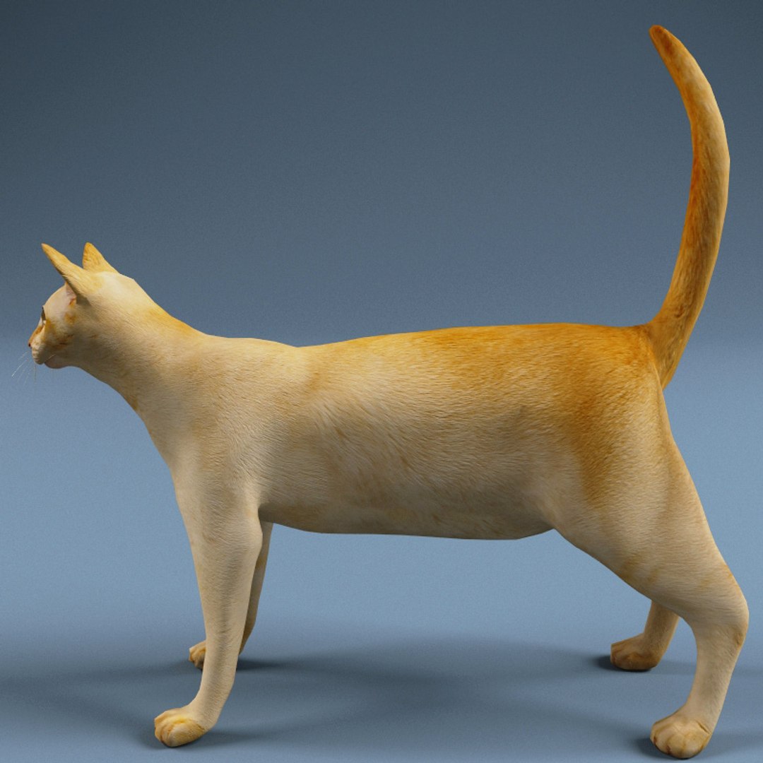 Cat Modelled 3d Model