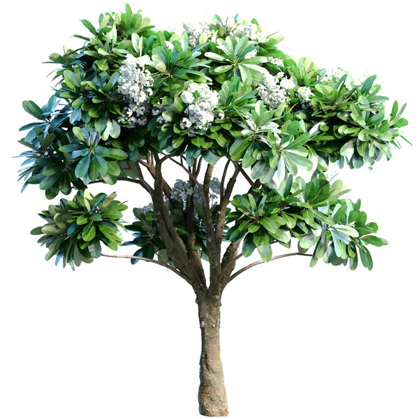 Decorative Tree 3ds Max Models for Download | TurboSquid