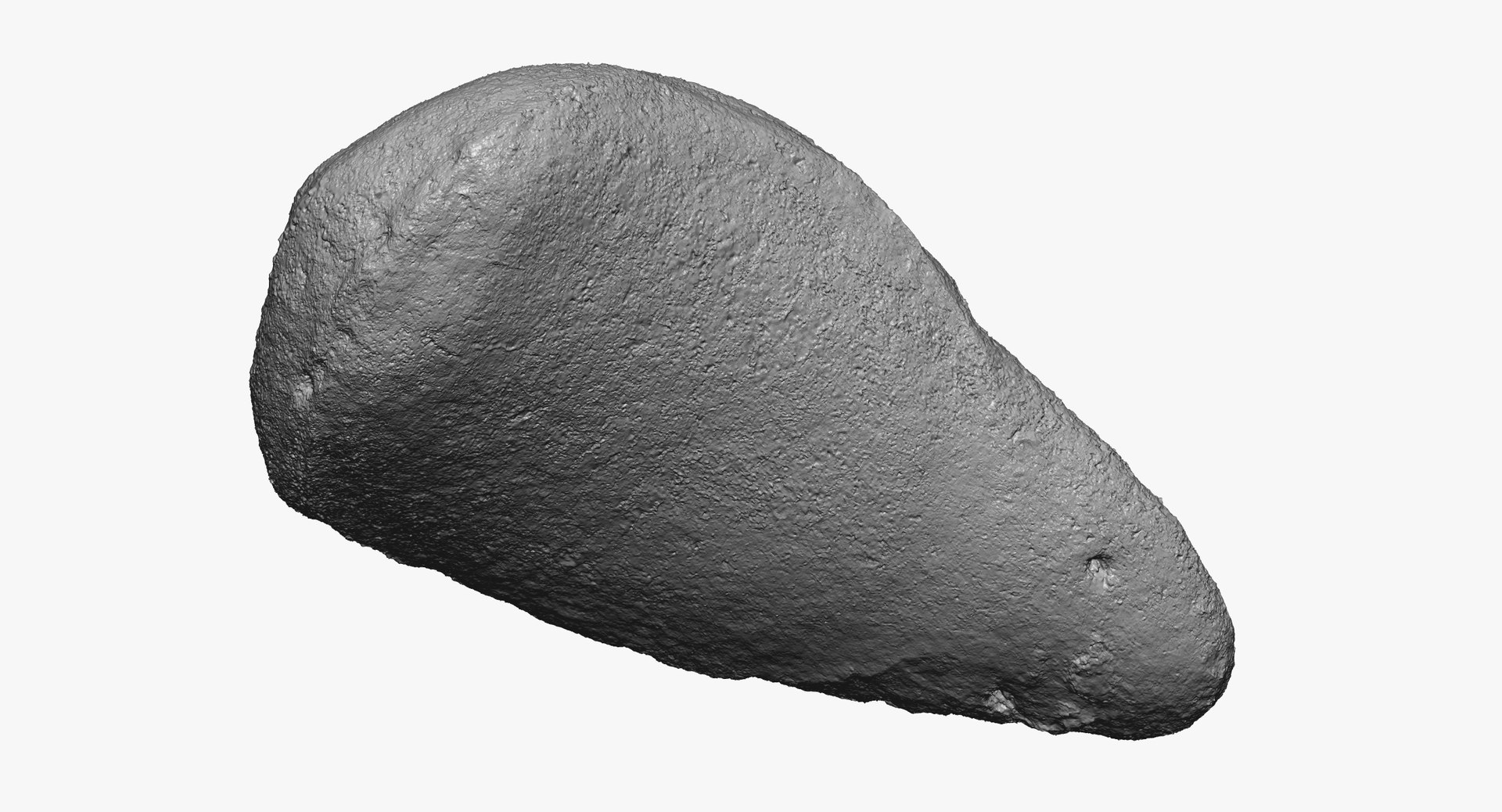 Domestic Cat Patella Kneecap Model - TurboSquid 1576805