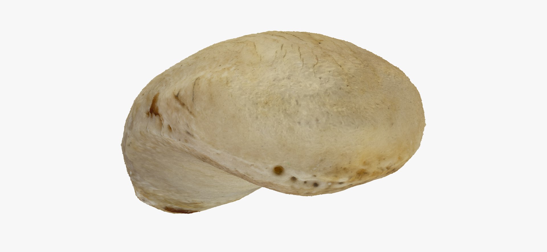 Domestic Cat Patella Kneecap Model - TurboSquid 1576805