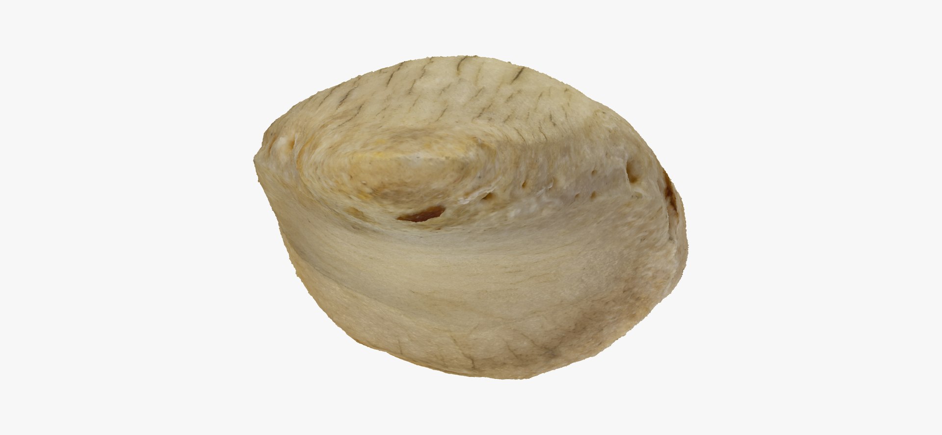 Domestic Cat Patella Kneecap Model - TurboSquid 1576805