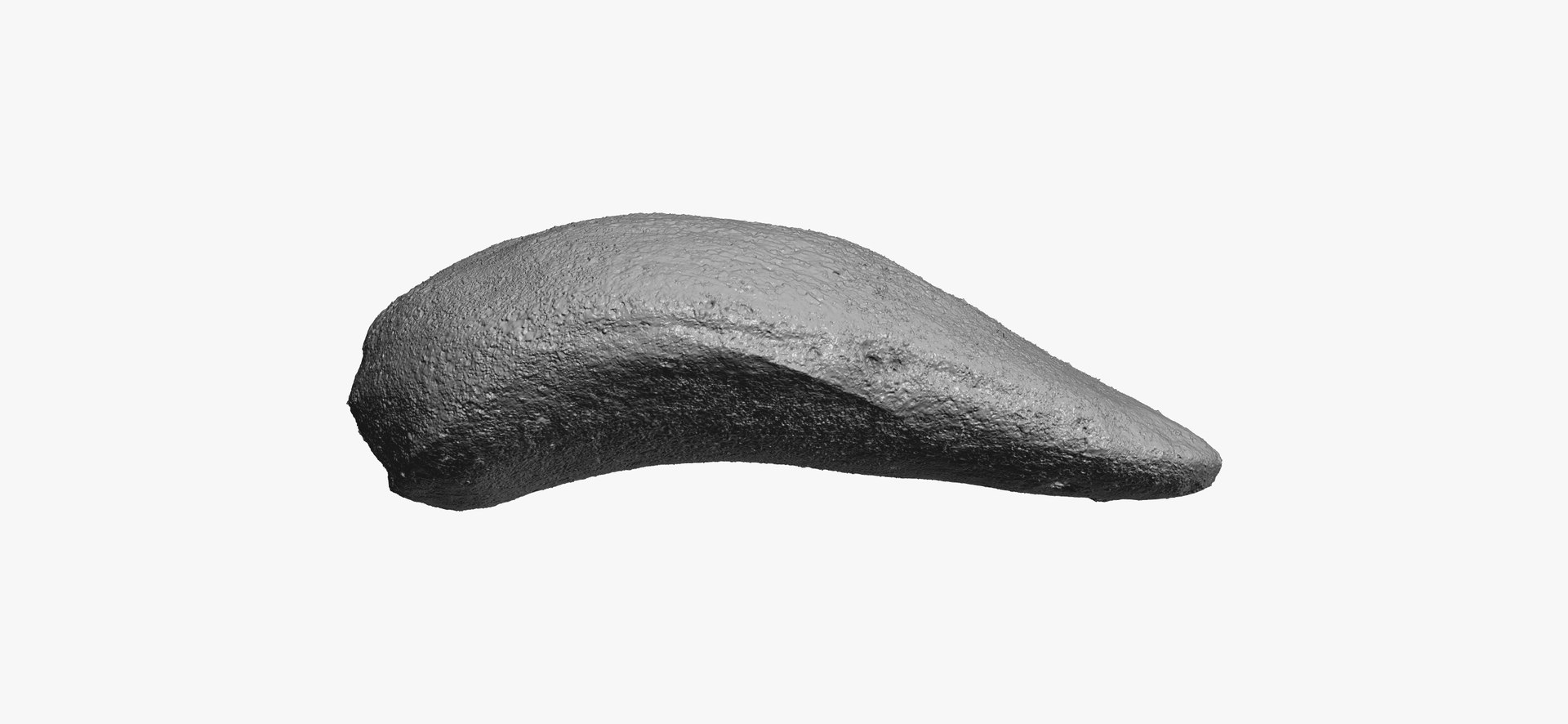 Domestic Cat Patella Kneecap Model - TurboSquid 1576805