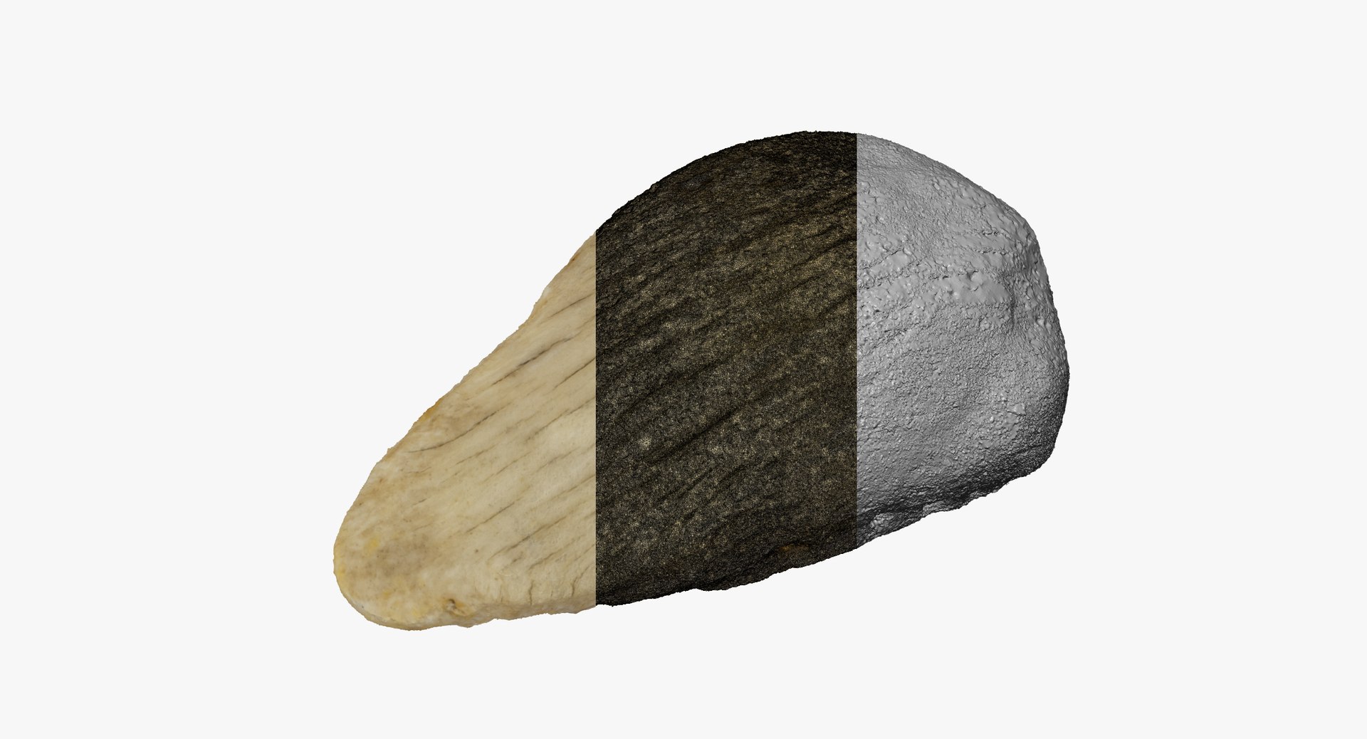 Domestic Cat Patella Kneecap Model - TurboSquid 1576805