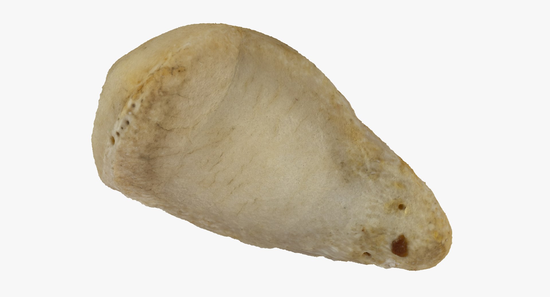 Domestic Cat Patella Kneecap Model - TurboSquid 1576805